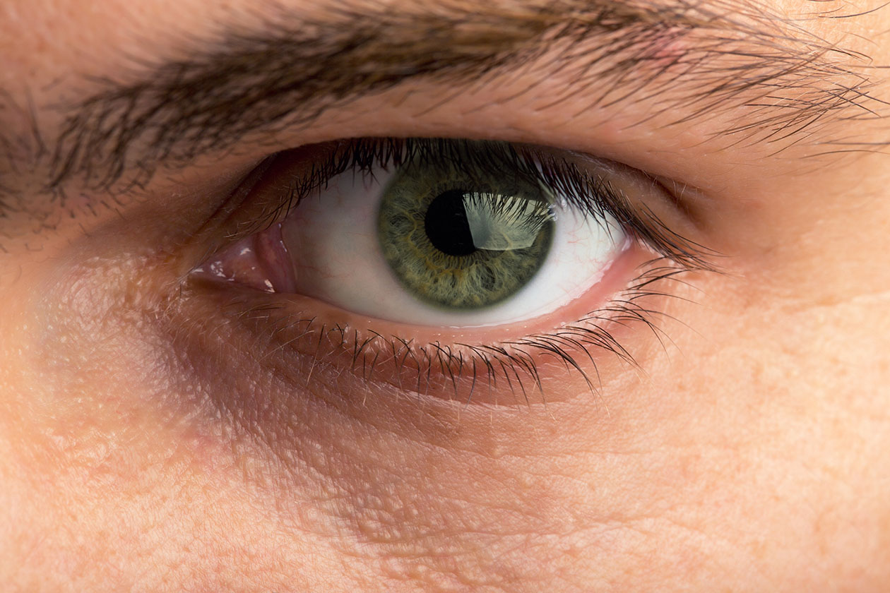 Rosto De Predador Optico