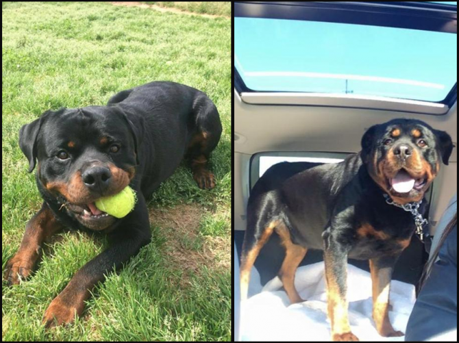 In Cani Confidimus: Mountain Rottie Rescue | RECOIL