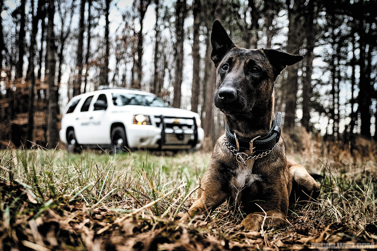 Canine Technology | RECOIL