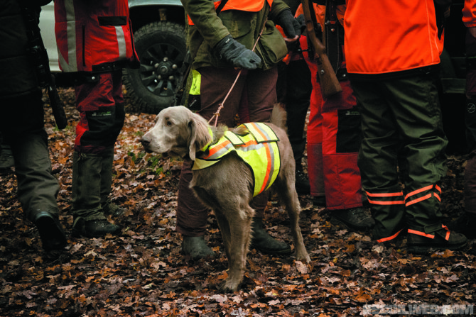 Hunting in Germany | RECOIL