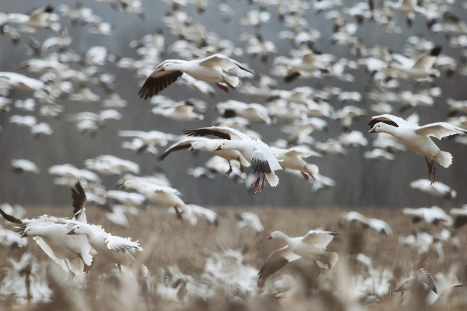 Snow Storm: Hunting Snow Geese | RECOIL